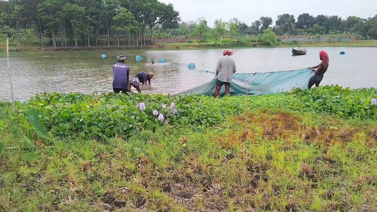 *Smart_fisherman_catching_fish_by_big_net* / Watch the village ...