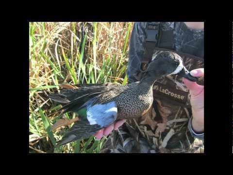 So you want to hunt Ducks in Florida?
