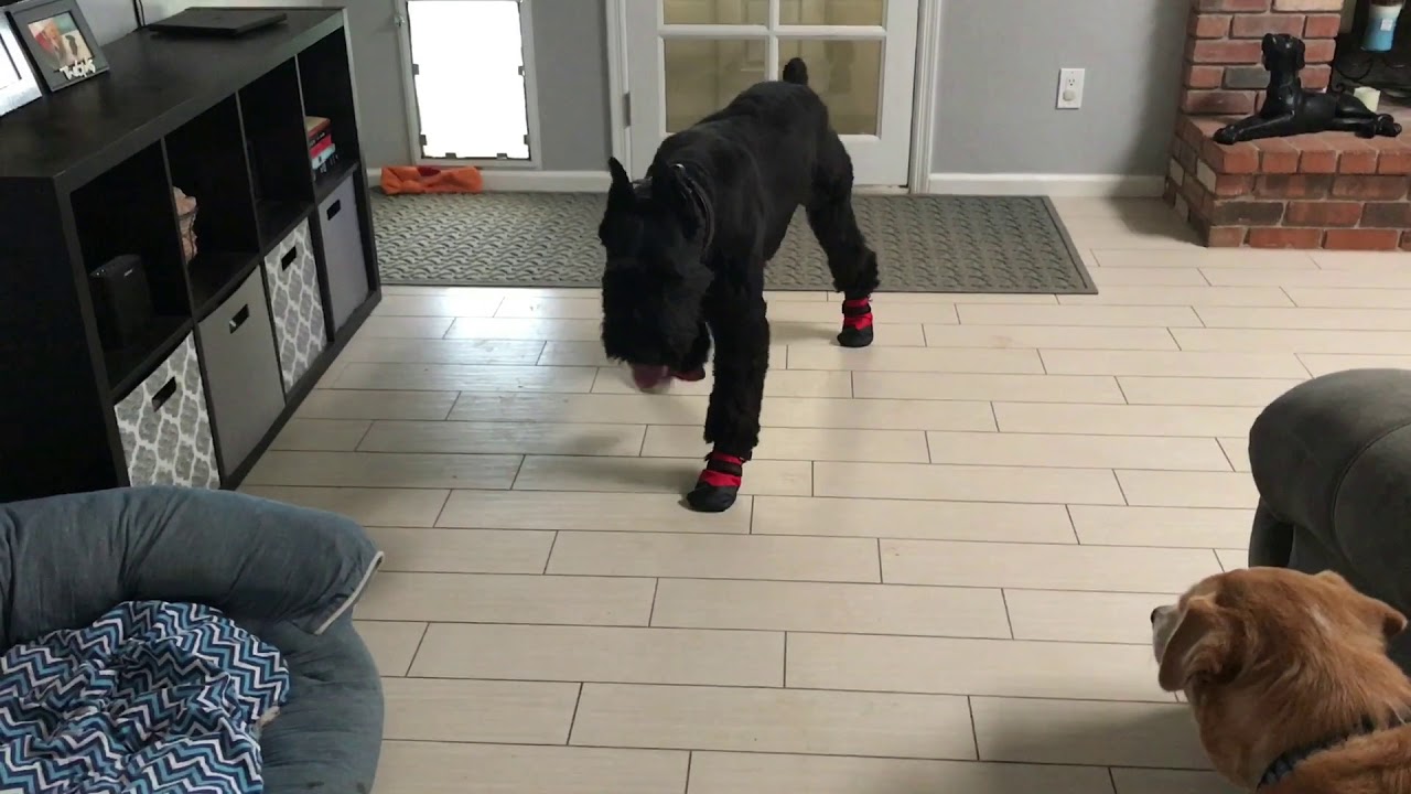 9mo Giant Schnauzer Regis~ Giant Schnauzer Trainers ~ Offleash K9 ...