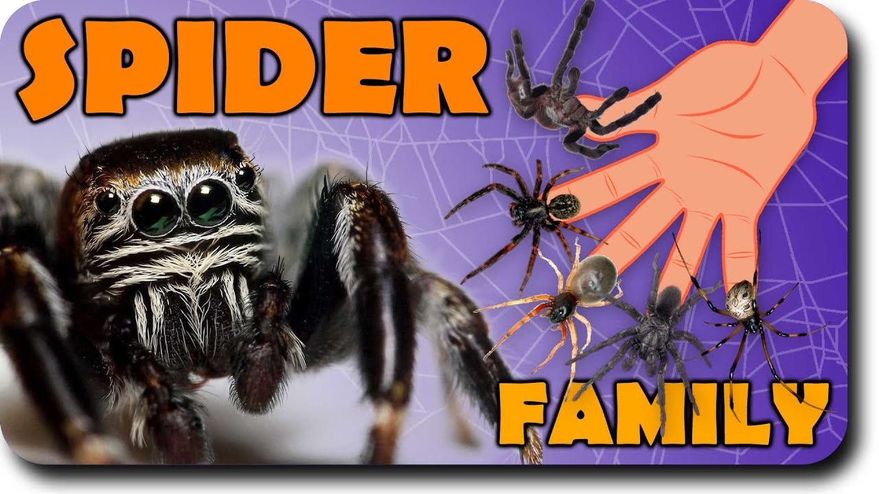 Finger Family Spider Halloween Monster | Funny Finger Song Animals Bugs ...