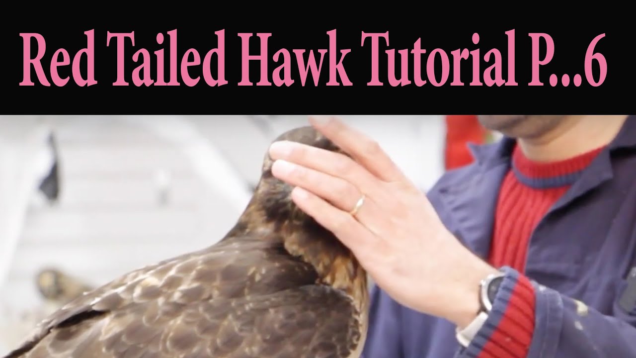 Red Tailed Hawk Tutorial P.6.... Grooming ends. - YouTube
