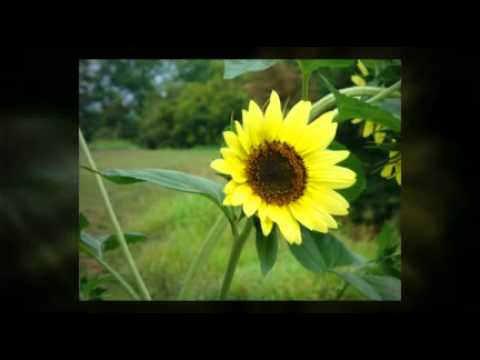 Ah! Sunflower (William Blake) - YouTube