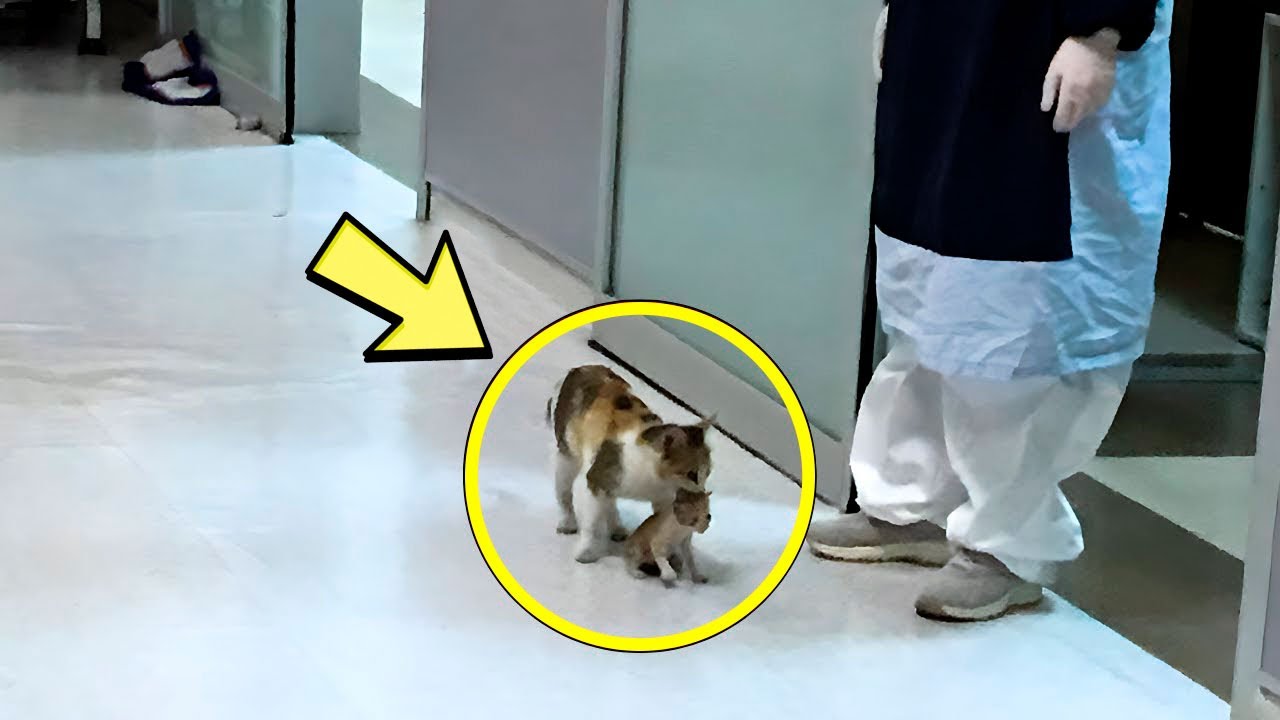 Мать бездомной кошки принесла в больницу больного котенка То что