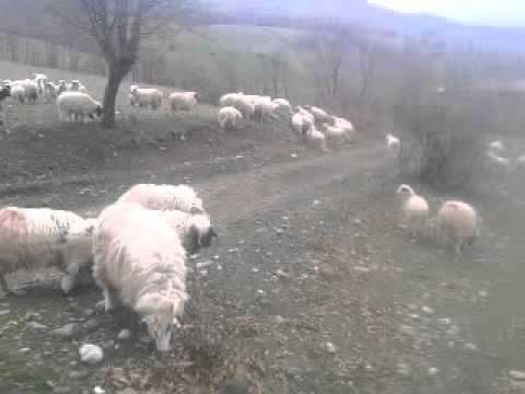 Amasya Taşova boraboy köyü cillayuk yavuz Koçak Çiftliği