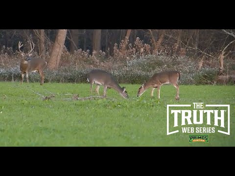 SWAMP DONKEY BUCKS - Pt.1 - YouTube