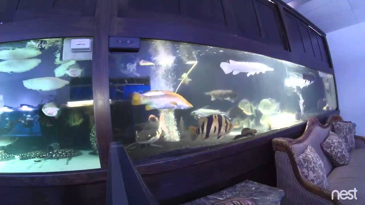 Barramundi in 15ft tank day 1 - YouTube
