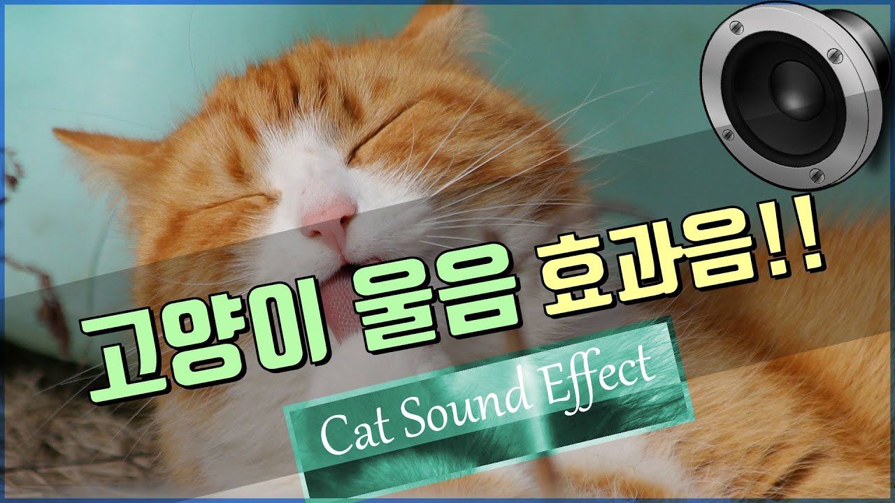 고양이 울음 소리 효과음!! Cat Sound Effect!! [저작권 없는 무료 효과음] -무료 다운로드- - YouTube