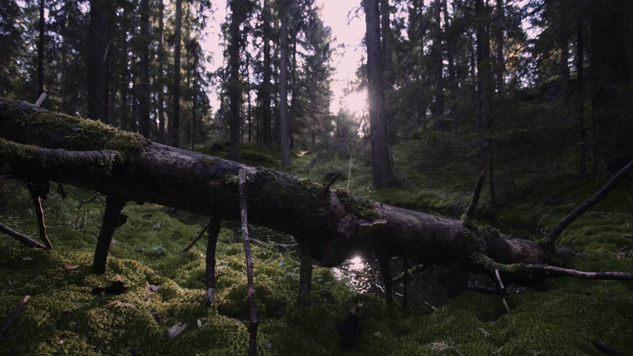 THE FOREST A Time Lapse Journey Through the Forgotten Norway 4K - YouTube