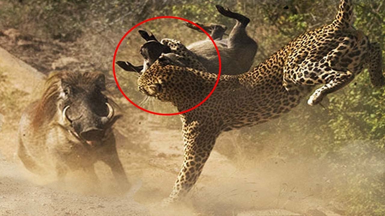 Warthog Gets Mad, Attacks Fierce Leopards To Save Warthog Baby - YouTube