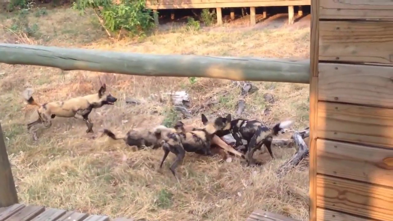 Wild Dogs Kill Deer and Eat Deer | Awesome and Terrible - YouTube