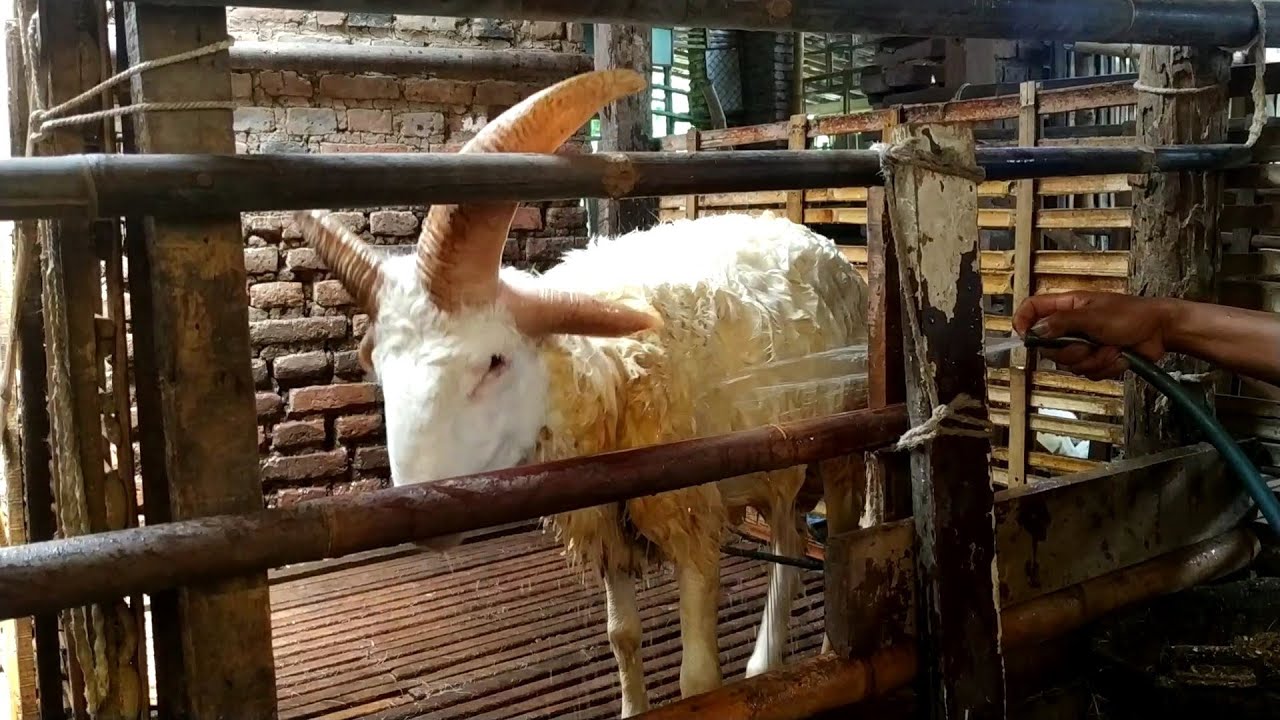 Bathing the four-horned sheep - YouTube