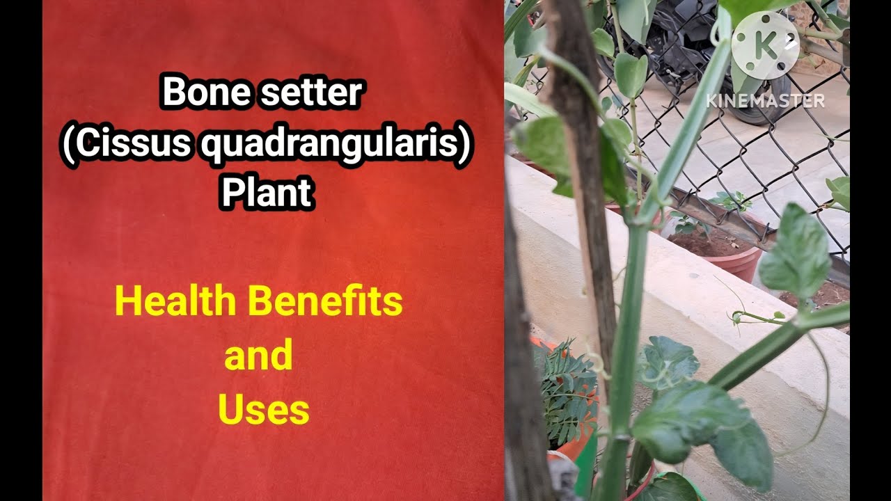 Bone setter - Cissus Quadrangularis - Hadjod plant - YouTube