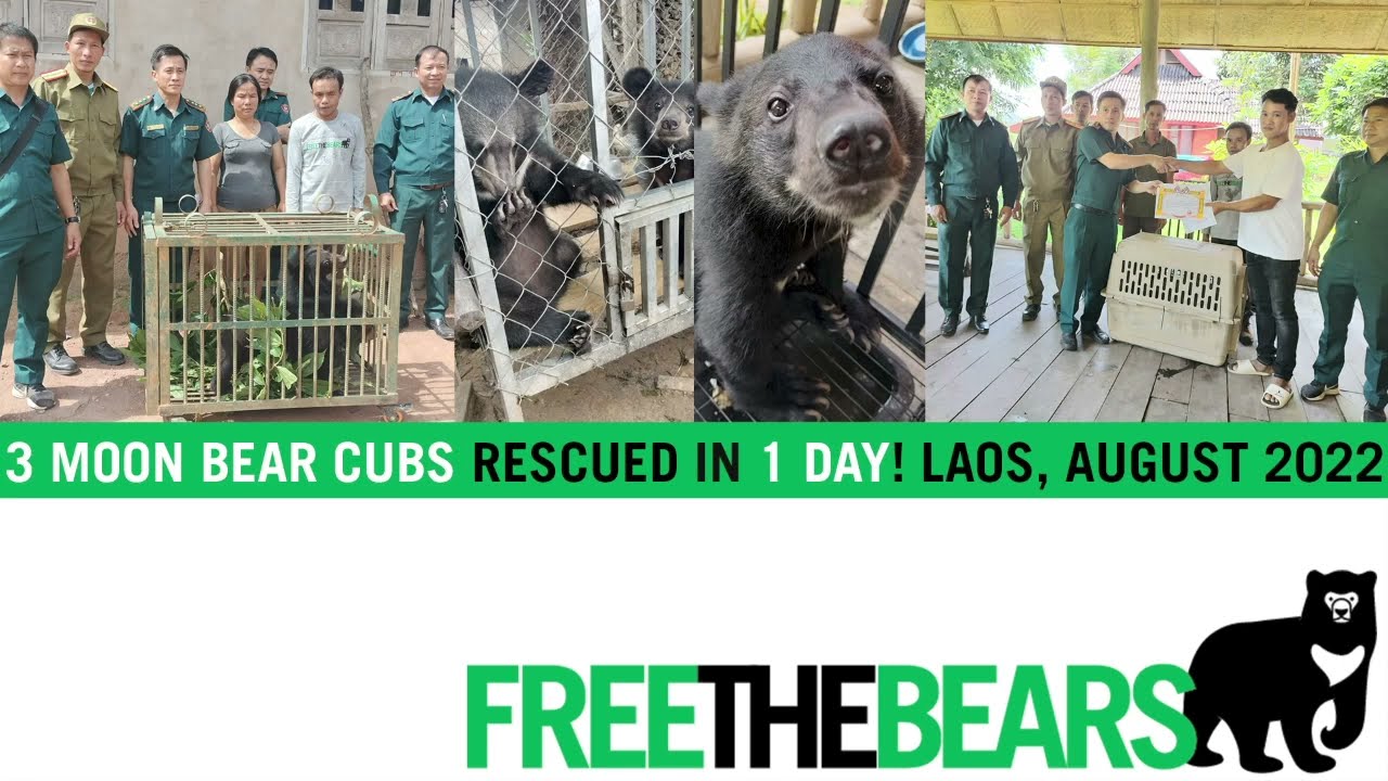3 more orphaned bear cubs rescued! - YouTube