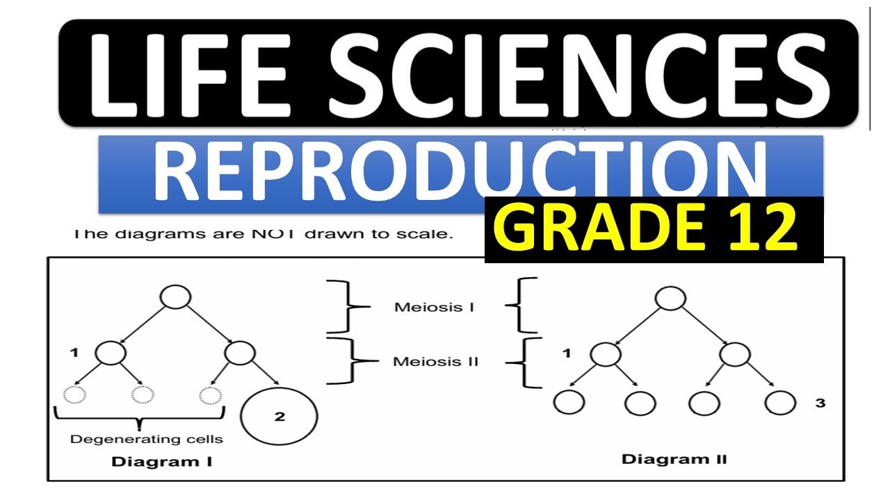 HUMAN REPRODUCTION: GRADE 12 LIFE SCIENCES : BY M.SAIDI (GET ANSWERED ...