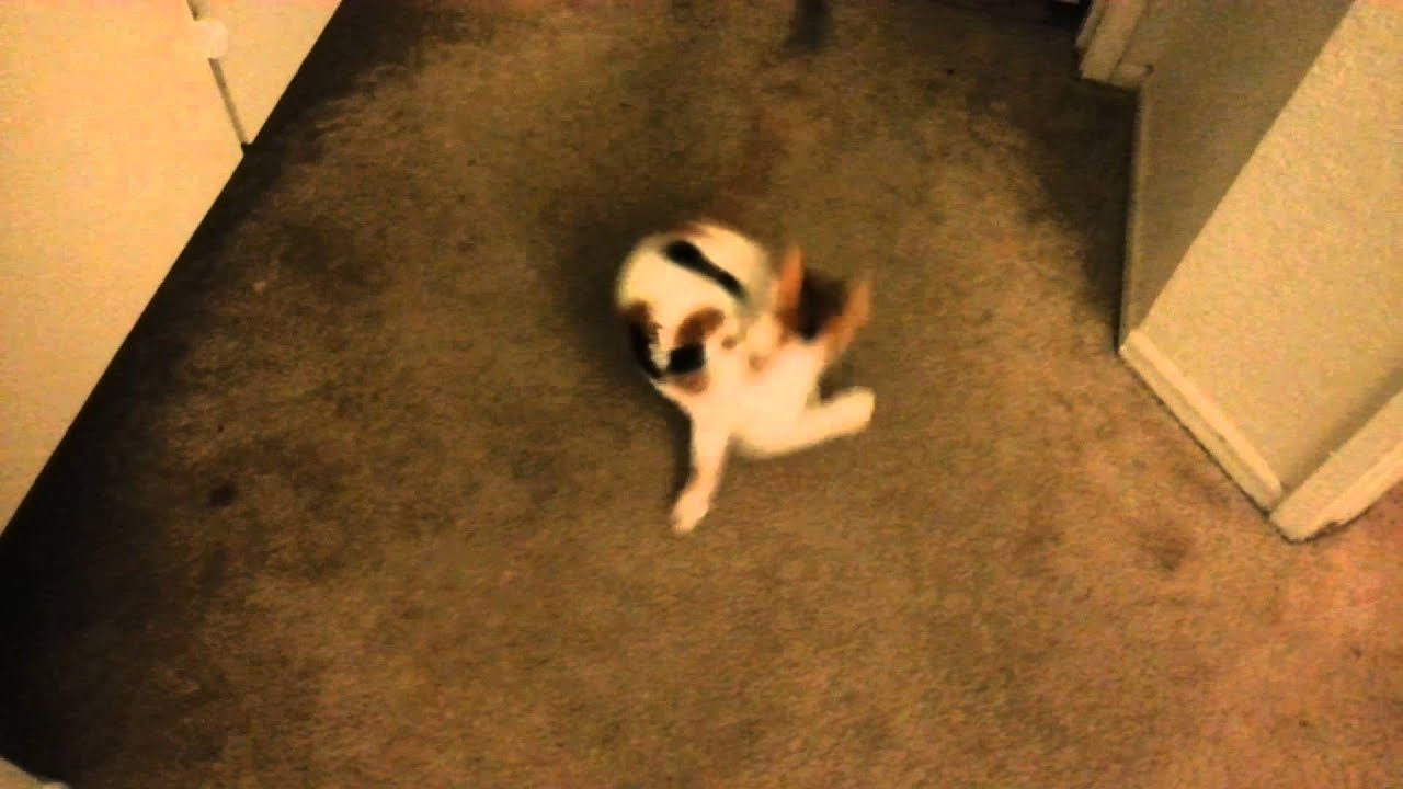Eleanor Chasing Her Tail - YouTube