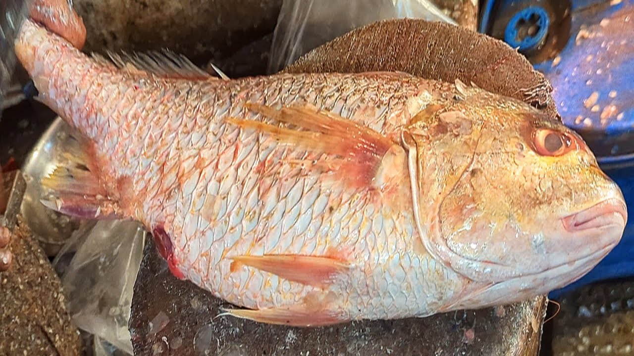 Incredible Giant Yellow Snapper Fish Cutting Skills Live In Bangladesh ...