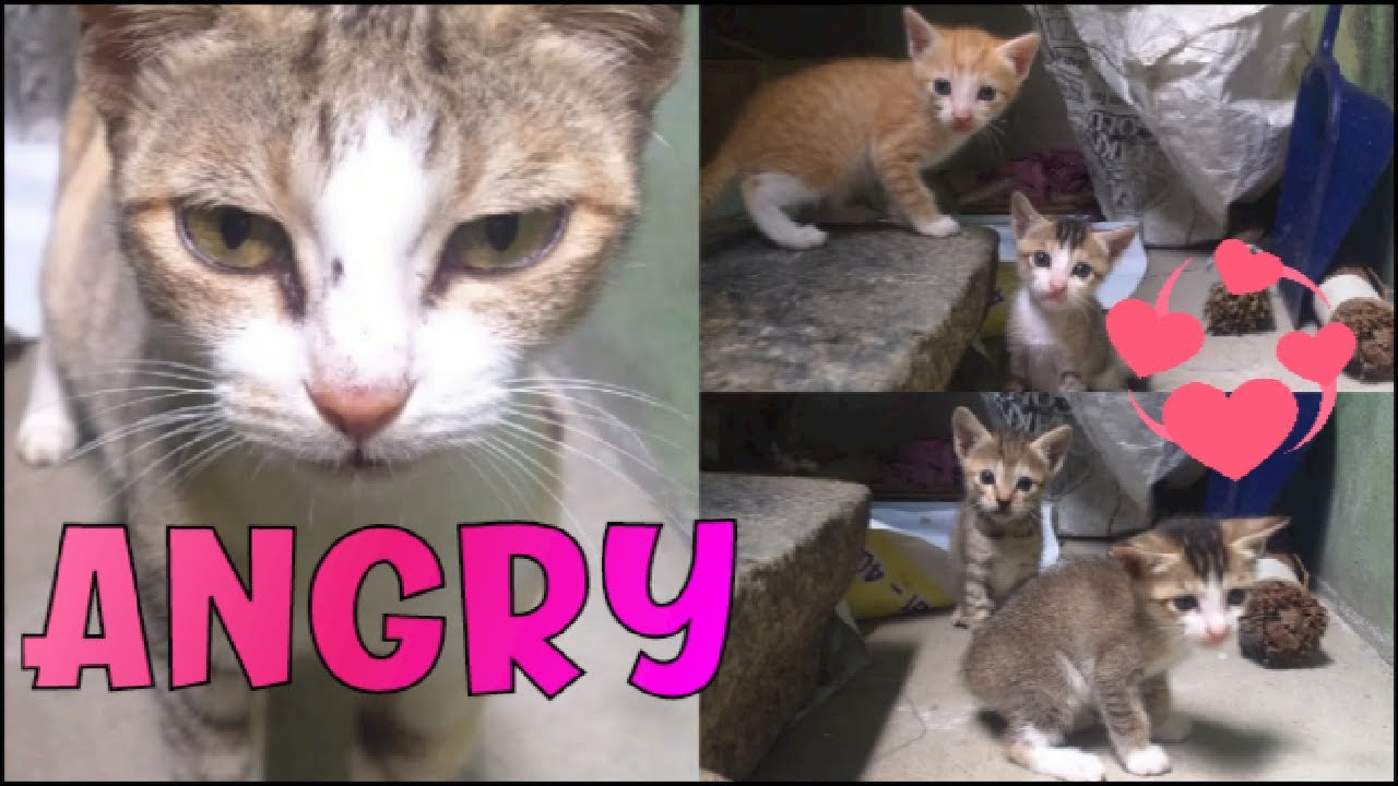 Mykanni Got Angry [Eng Sub] | Cat Cottage | Tamil Cat Videos - YouTube