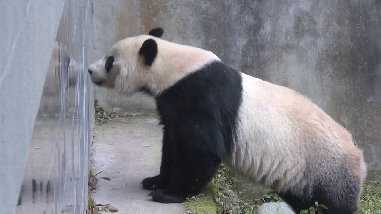 Panda BeiBei regresa a China - YouTube