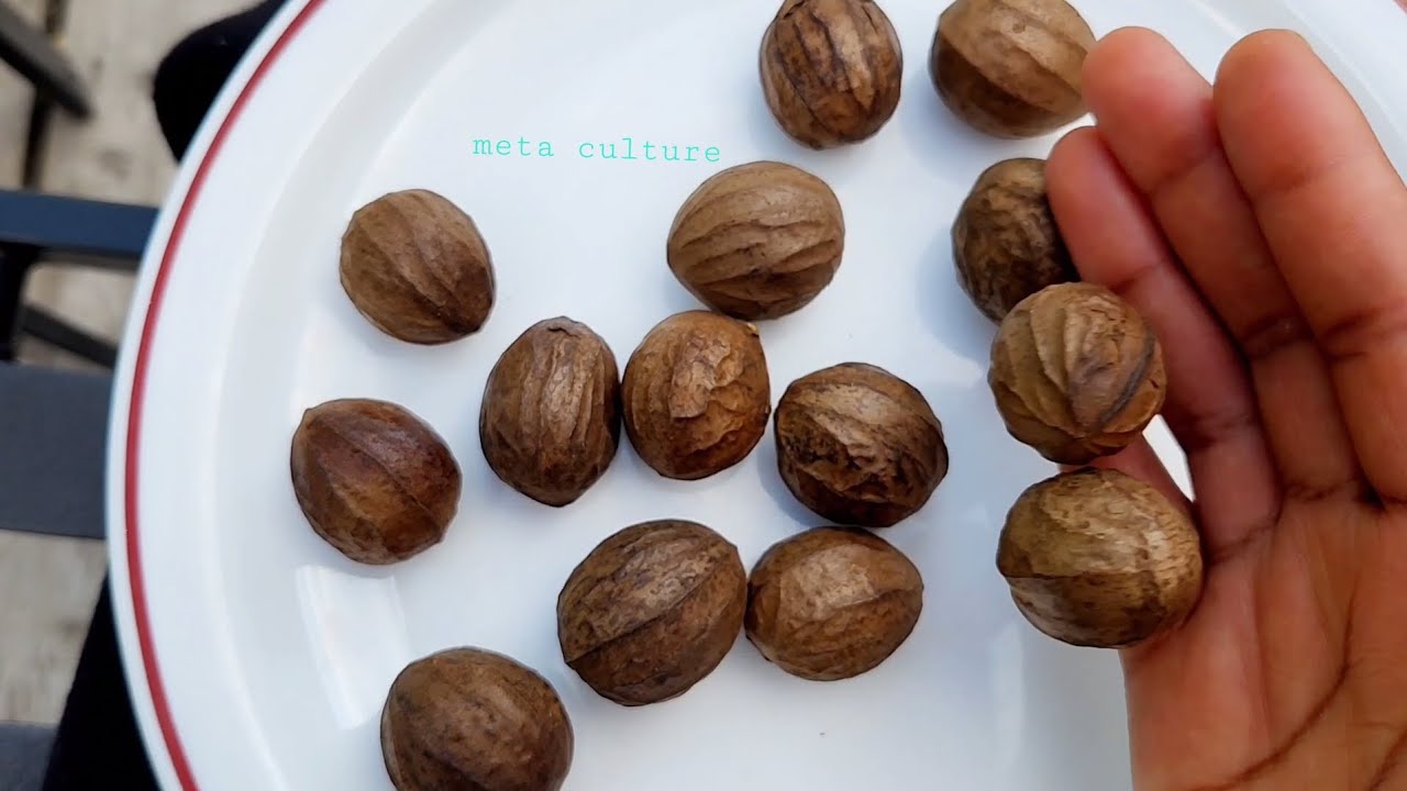 African walnuts overview, nuts, cashews, snack, Eat healthy - YouTube