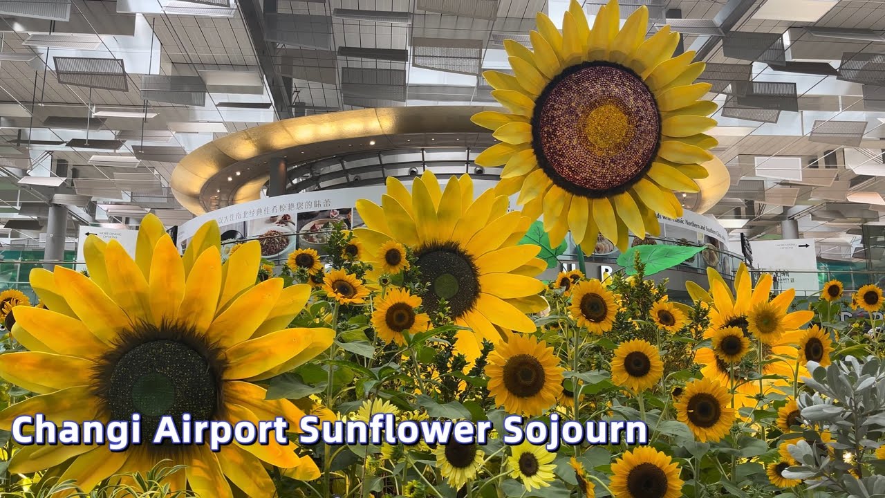 Changi Airport’s Sunflower Sojourn | Largest sunflower display in an ...
