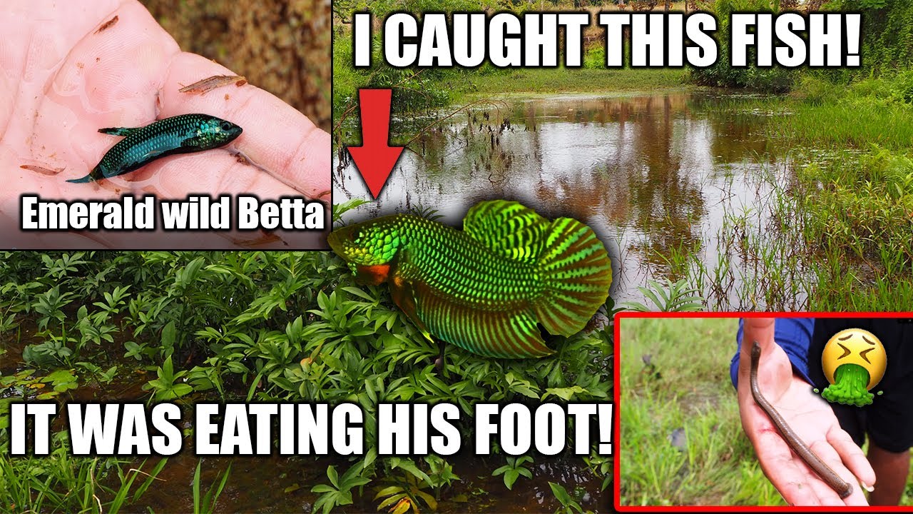 Wild betta habitat exploring and collecting the emerald betta ...