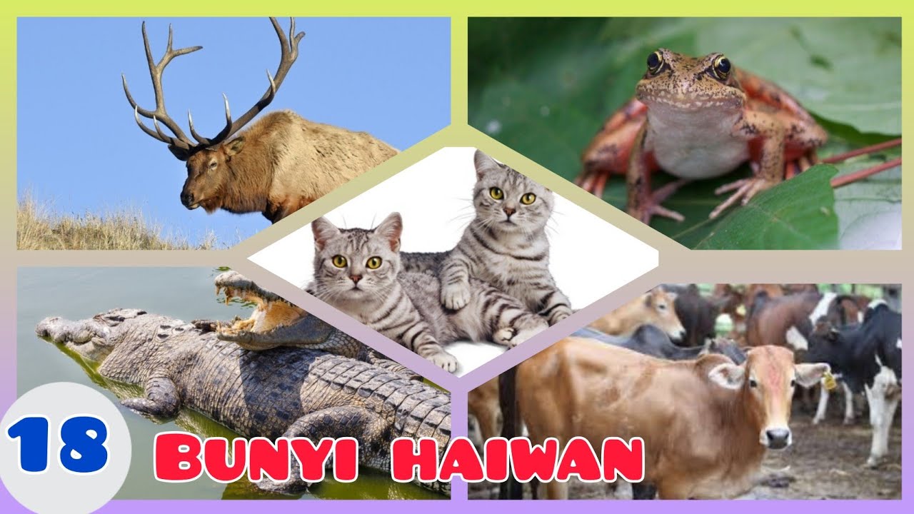 Bunyi - Bunyi Haiwan yang comel untuk kanak-kanak - YouTube