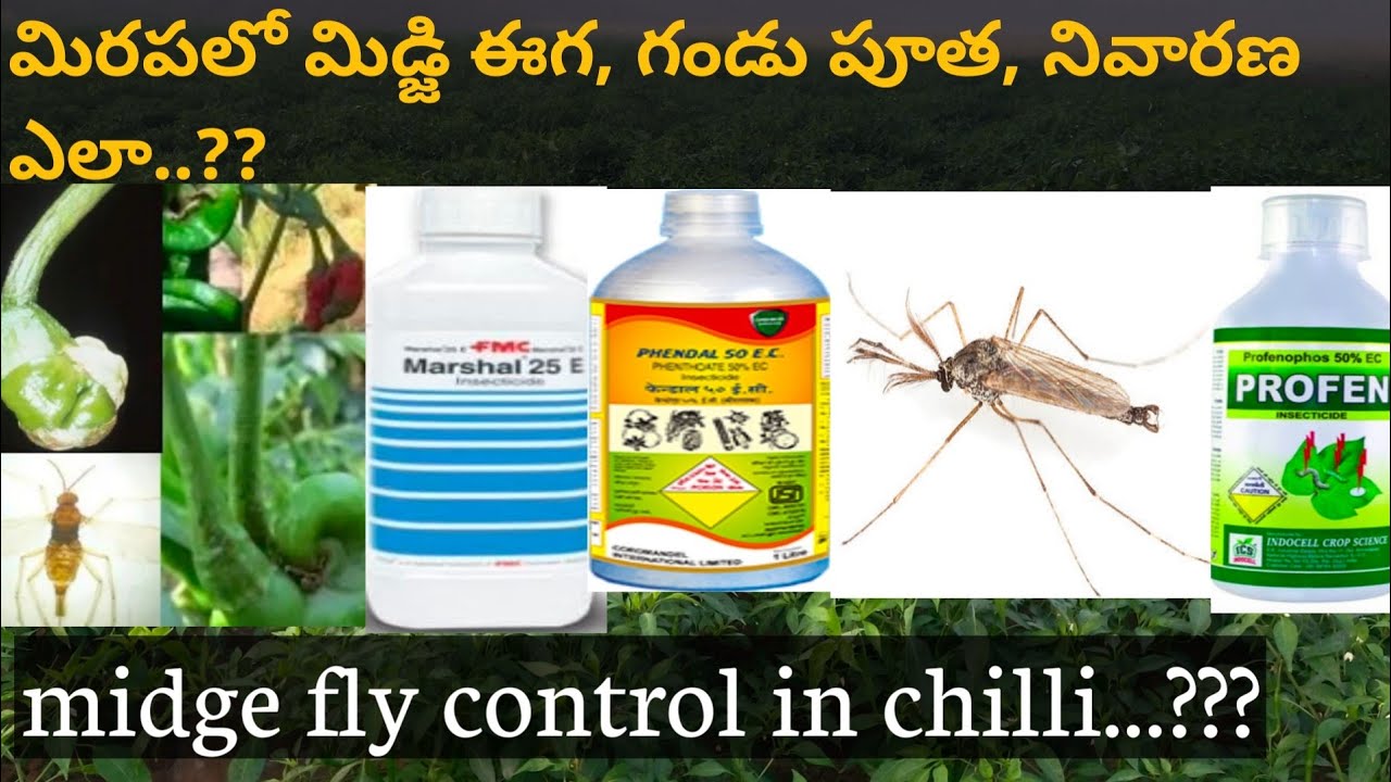 మిరపలో గండు పూత, మిడ్జి ఈగ నివారణ/midge fly control in chilli @MB-uk4gl ...