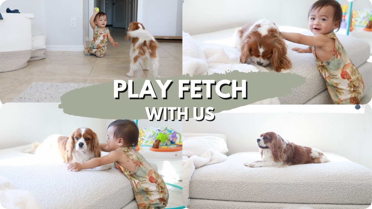 PLAY FETCH WITH US // Dogs and baby playing fetch // Cavaliers are the ...