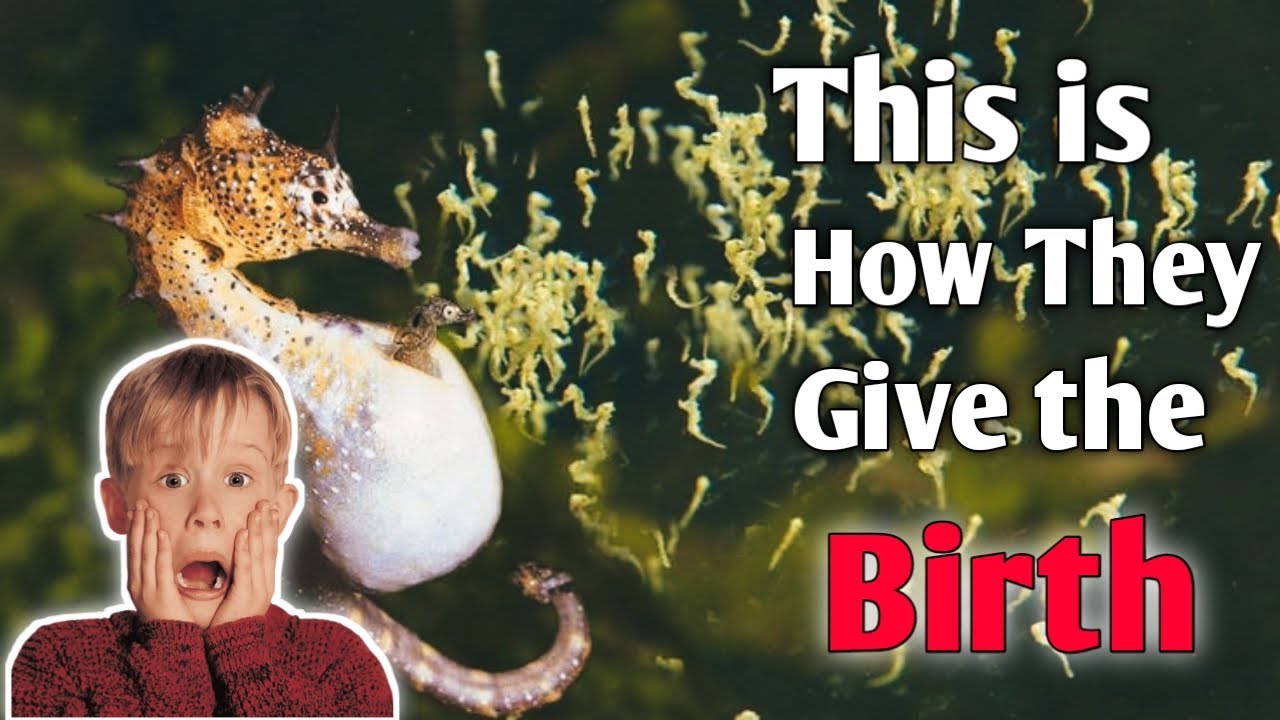 "Unveiling the Miracle: How Animals Give Birth" - YouTube