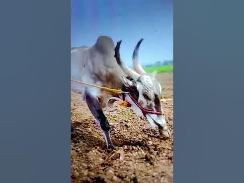 BULL DIGGING EARTH - YouTube