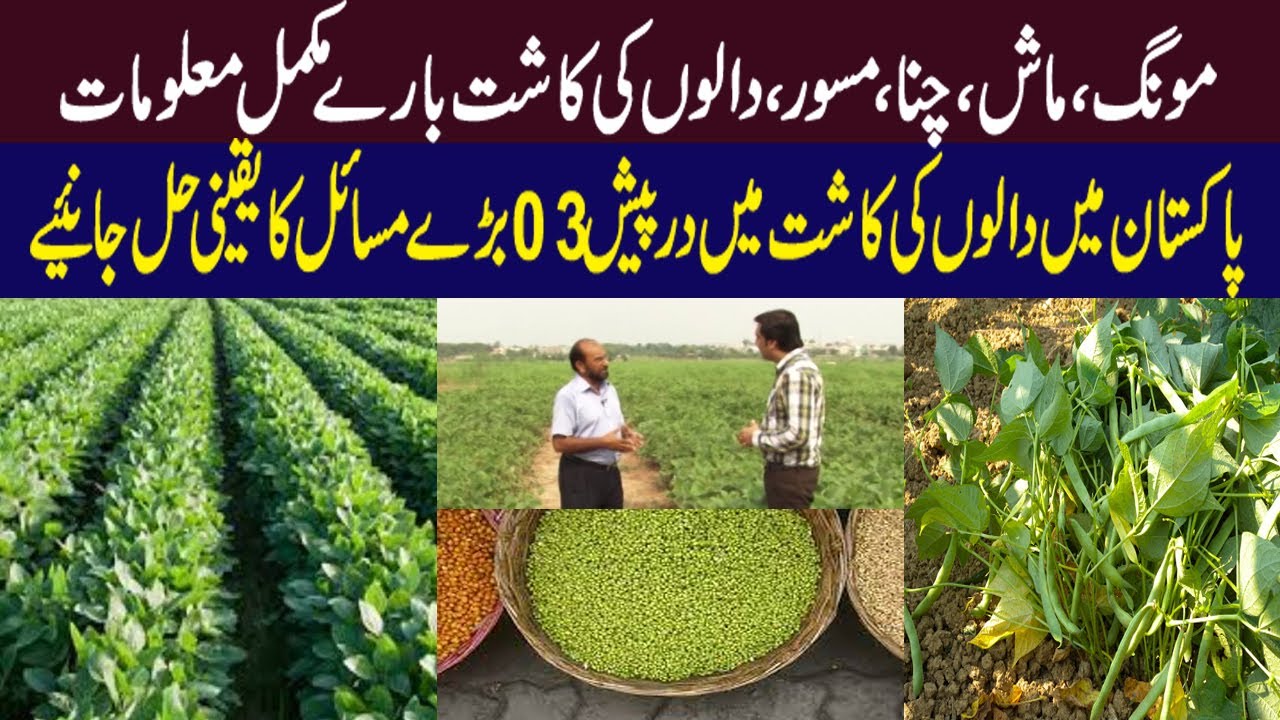 Pulses Cultivation in Pakistan | Moong Cultivation in Pakistan | Moong ...