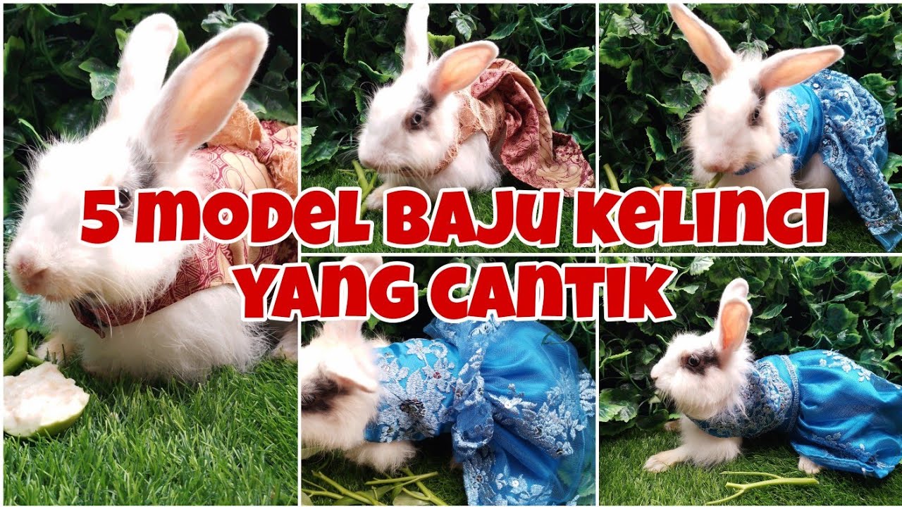 5 model baju untuk kelinci dan kelinci - YouTube