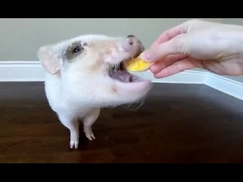 Mini Pig Eats His First Orange to Celebrate Turning 9 Months Old - YouTube