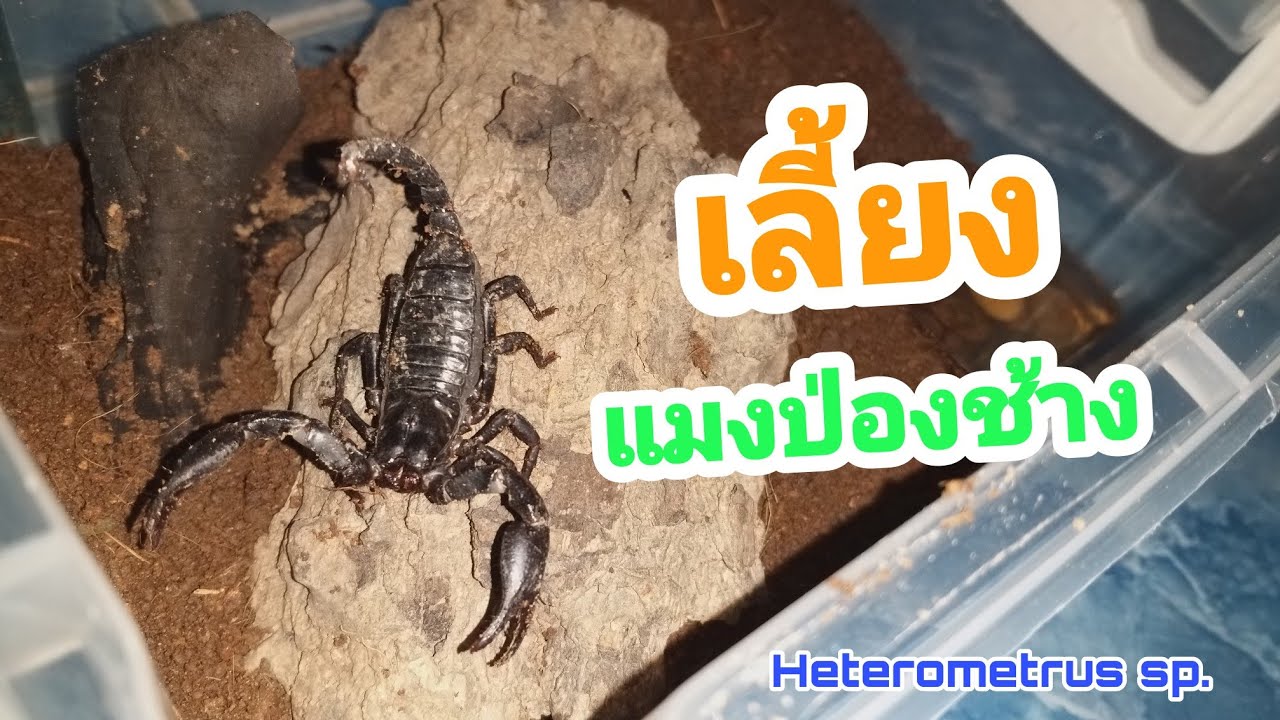 จัดกล่องเลี้ยงแมงป่องช้าง (How to set up a scorpion box) - YouTube