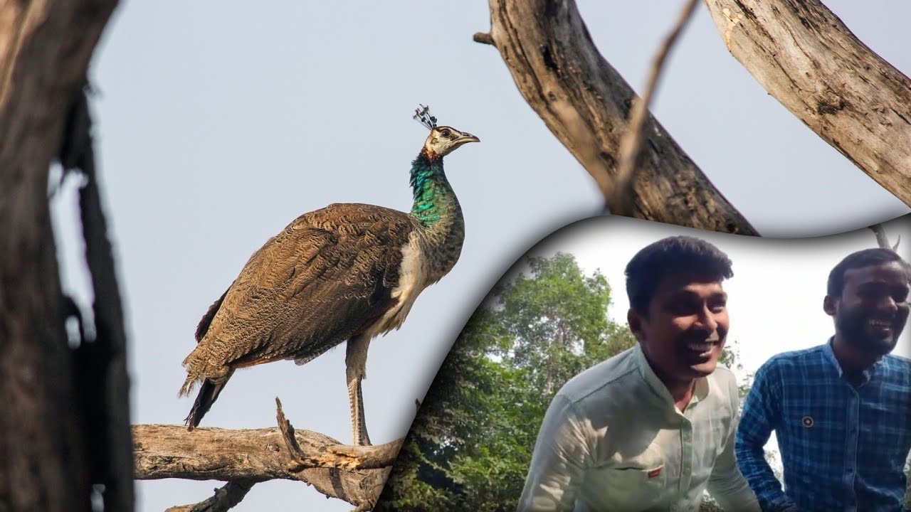 Peacock Hunting in forest #animal - YouTube
