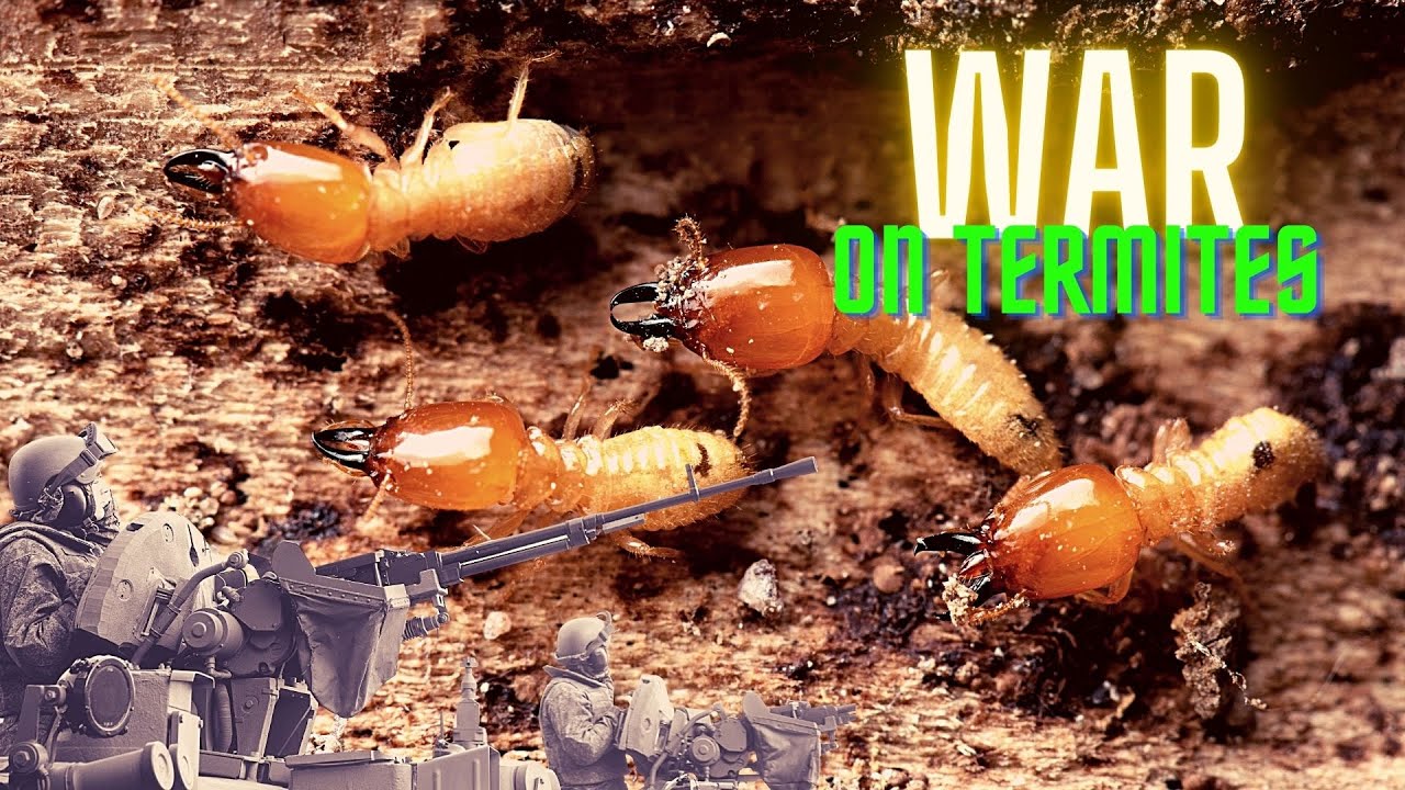 The War Against Termites - YouTube