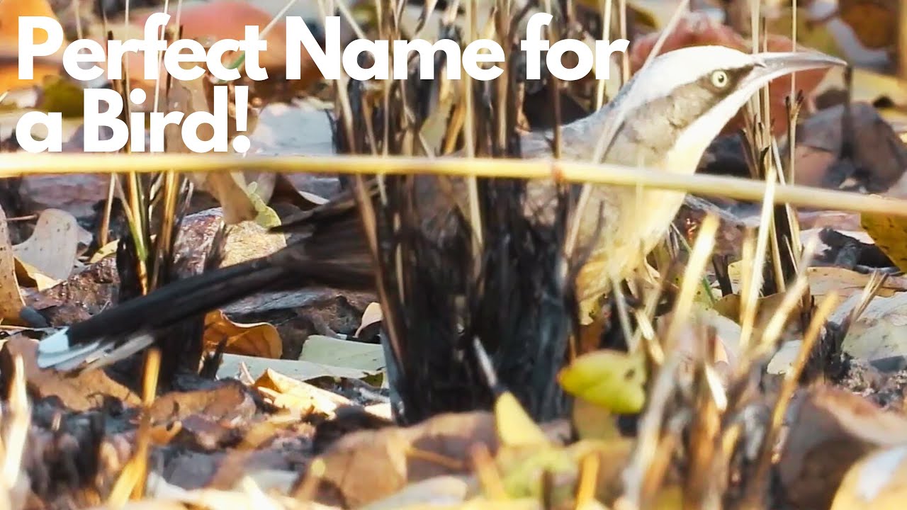 Crazy Name for an Australian Bird: Yahoo Happy-Jack Dog-Bird (Grey ...