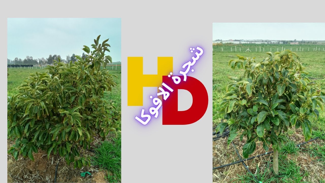 جولة في مزرعة الافوكا : A tour of the avoca farm - YouTube