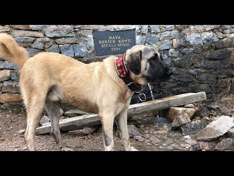 KANGAL BARON’A YAYLADA ŞİFALI SU İÇİRDİM #kangal #baron