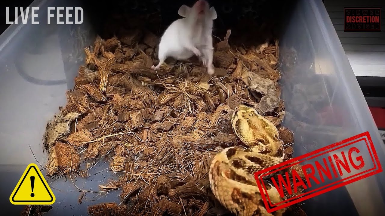 Puffy The Rodent Slayer 'Puff Adder' Euthanizing & Eating Prey ...
