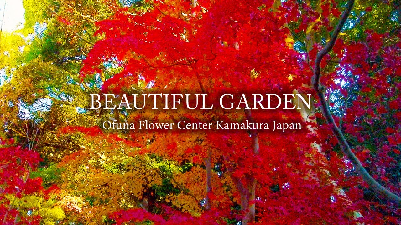 Beautiful Garden Kamakura Japan Ofuna Flower Center｜4K ASMR｜for sleep ...