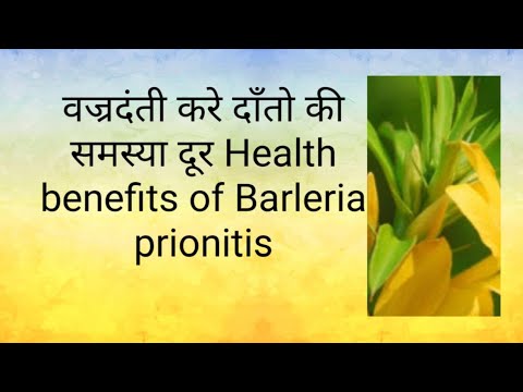 वज्रदंती दांतों के लिए वरदान।Health benefits of Barleria prionitis ...