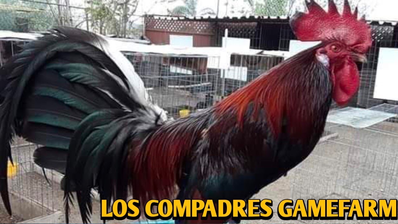 Pure Claret - LOS COMPADRES FARM - YouTube