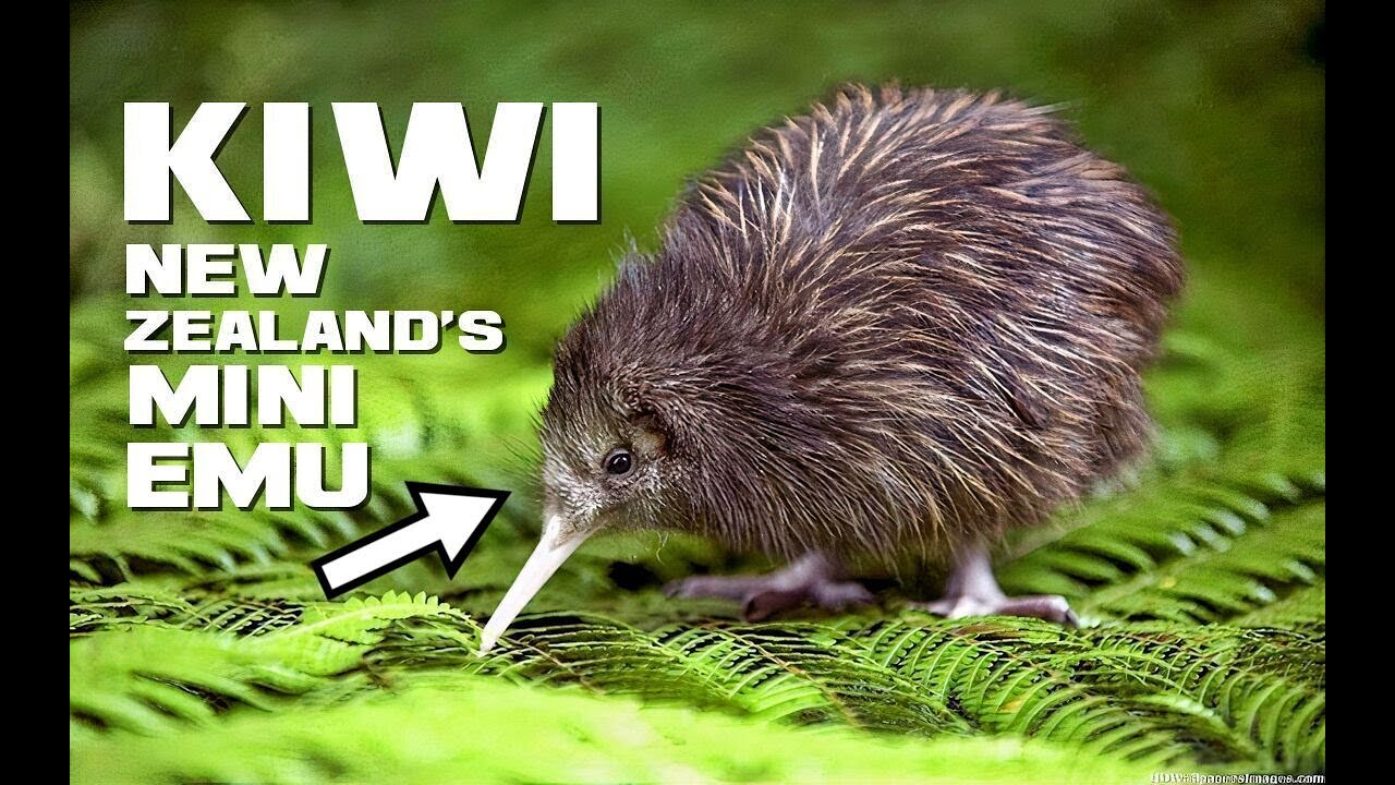 10 Kiwi Facts - New Zealand's Mini Emu - Animal a Day - YouTube
