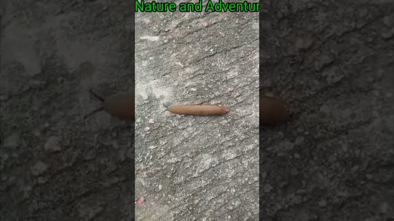 Slugs( snail without shell) - YouTube