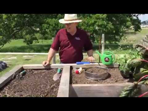 How to Plant Transplants or Direct Seeds in Your Garden - YouTube