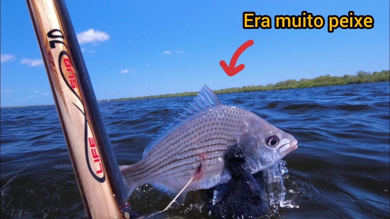 Muito peixe no rio, Paru, Robalo, Mero e Carapeba, Pesca sub. - YouTube