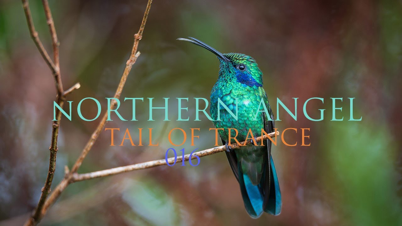 Northern Angel - TAIL OF TRANCE 016 - YouTube