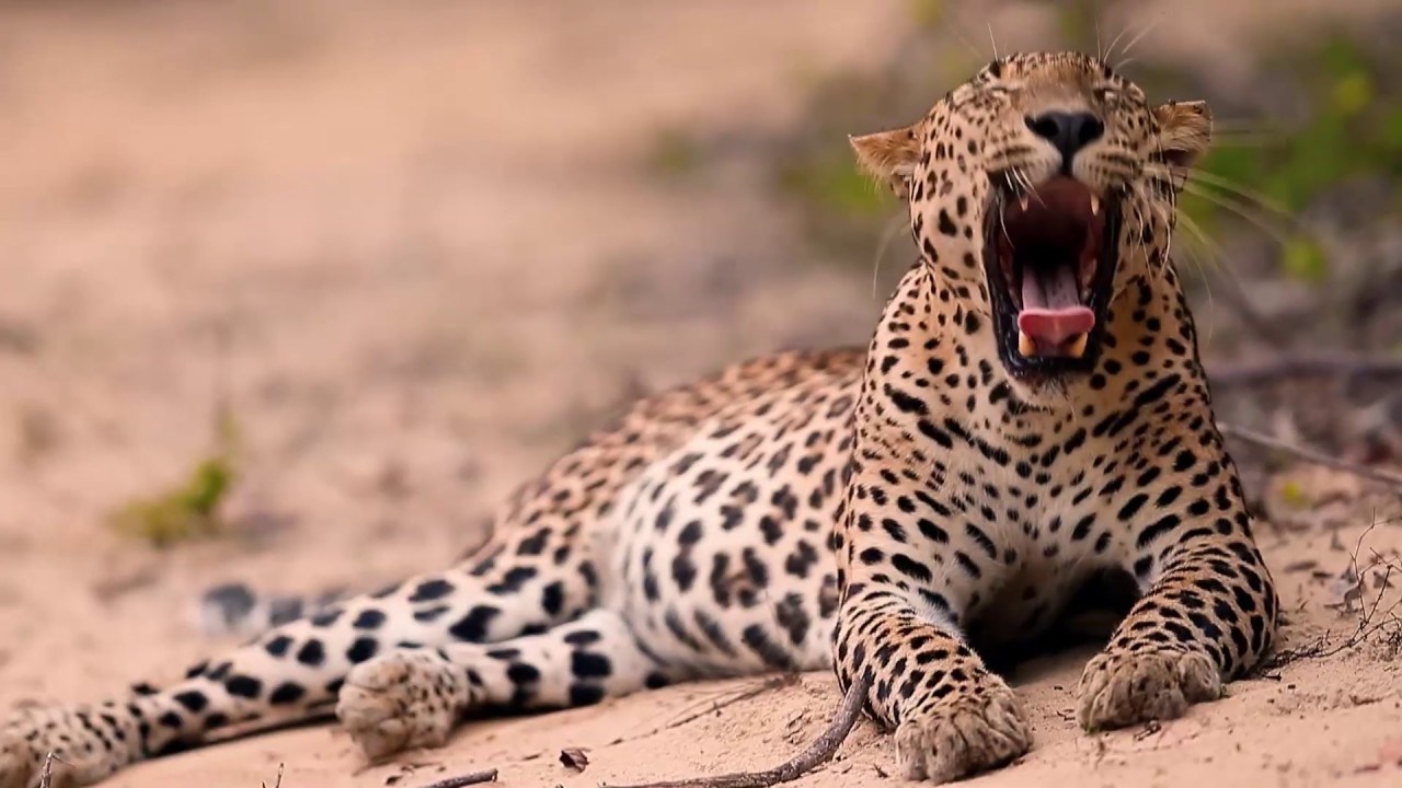 Discover wild life in it’s best elements! - YouTube