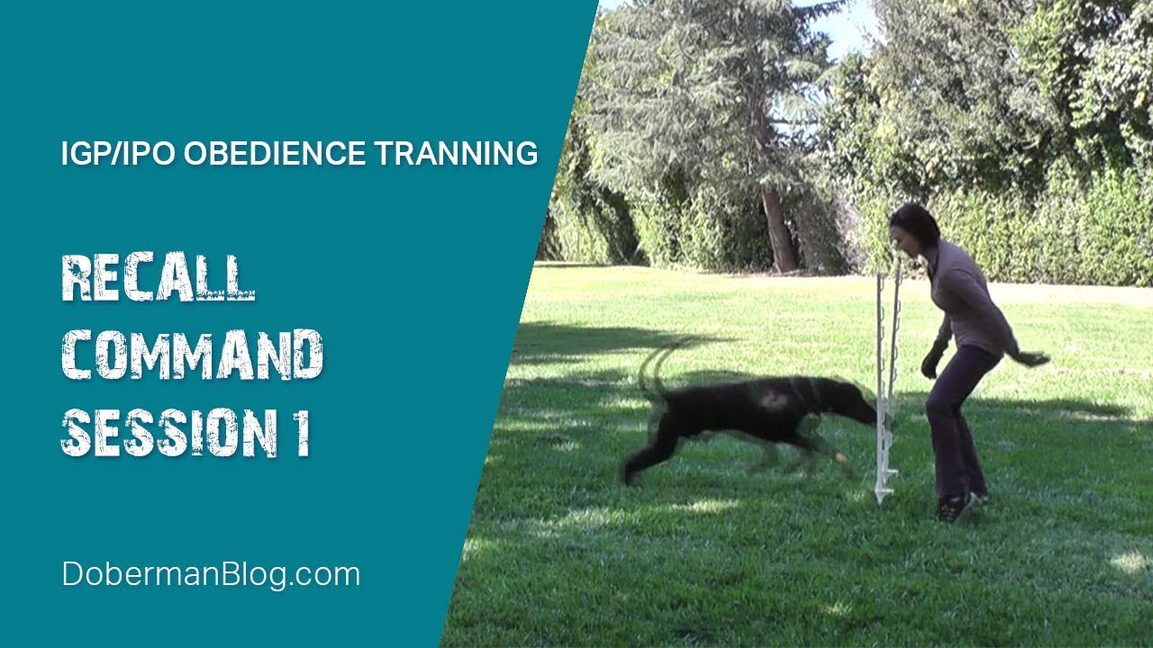 IGP/IPO obedience: Recall command. Session 1 - YouTube